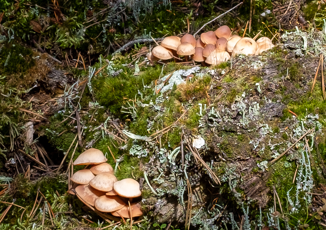 Hike the Canadian Rockies