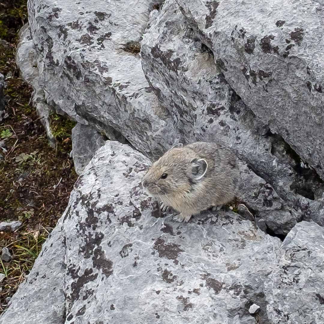 Hike the Canadian Rockies