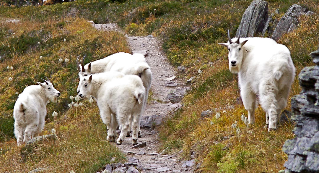 Hike the Canadian Rockies