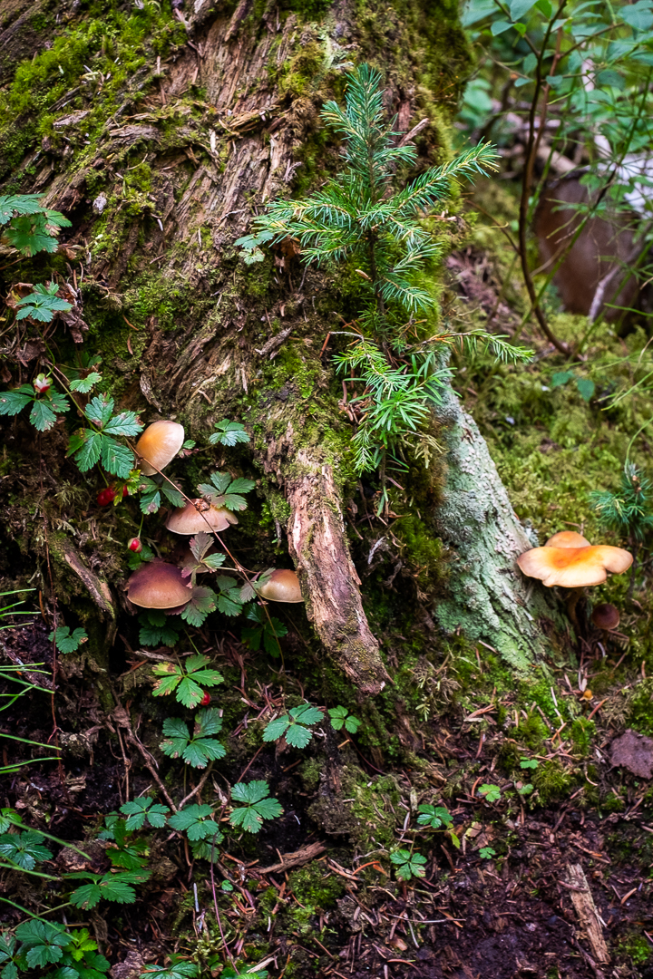 Hike the Canadian Rockies