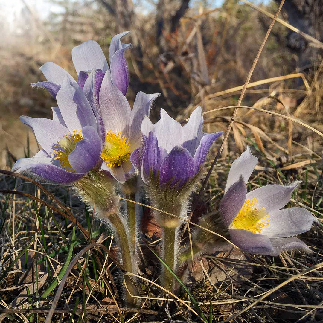 Hike the Canadian Rockies