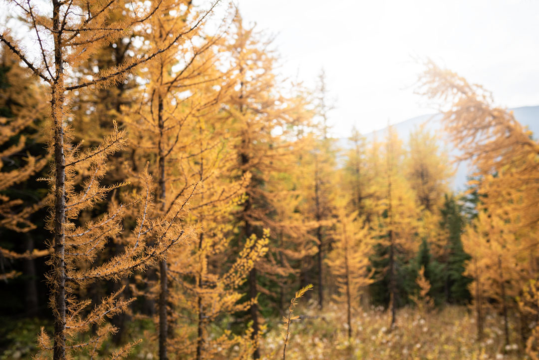 Hike the Canadian Rockies