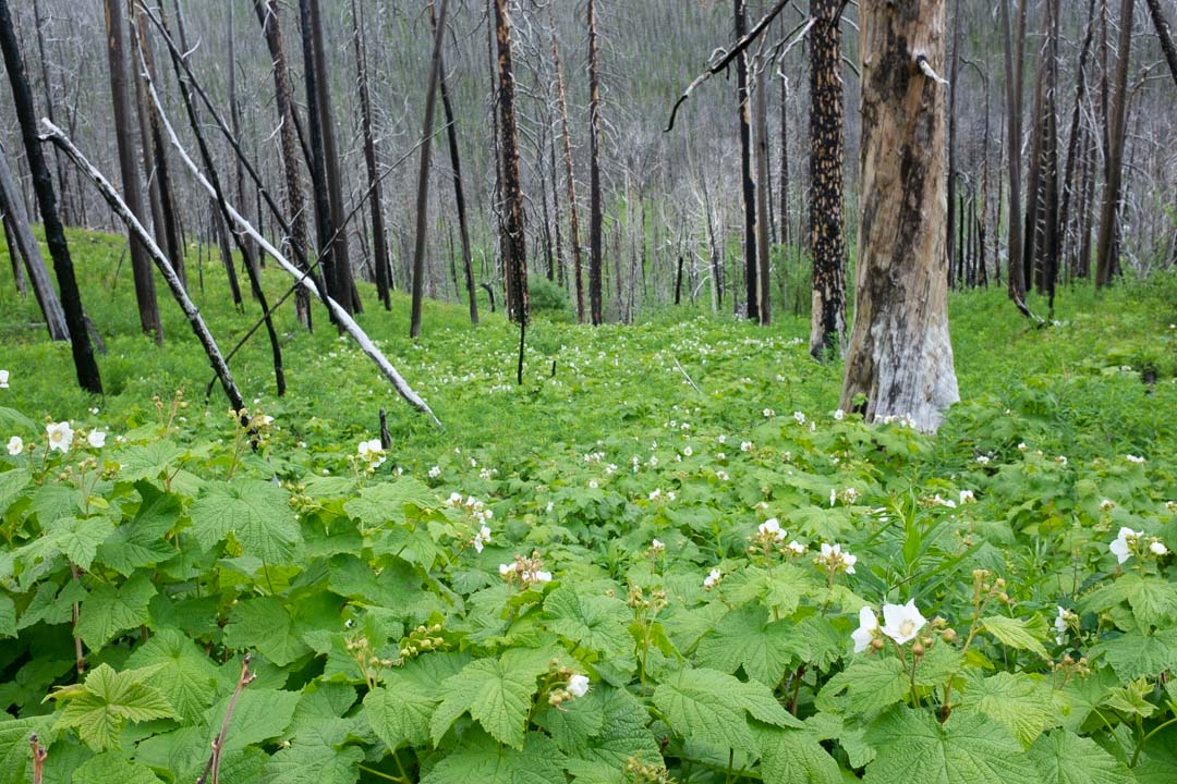 Hike the Canadian Rockies