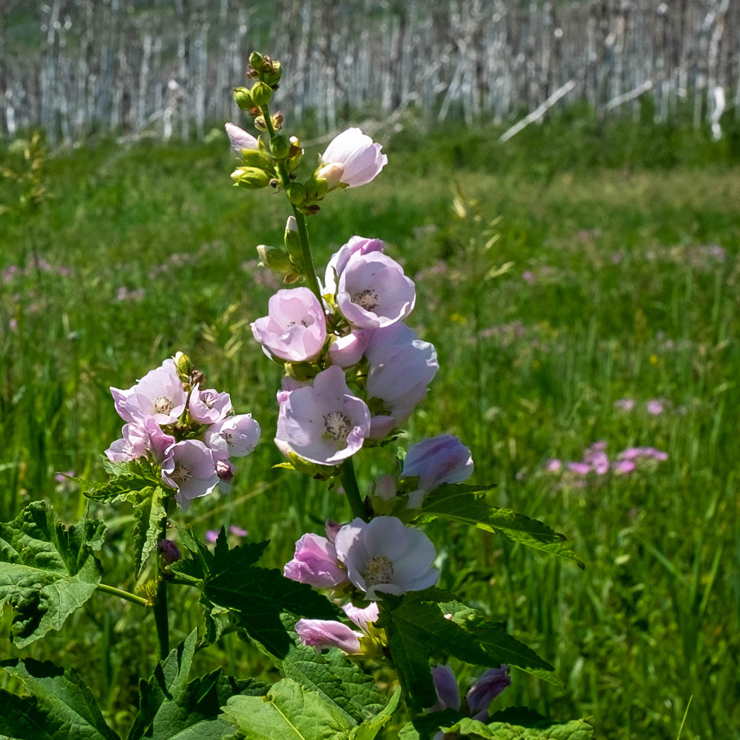 Hike the Canadian Rockies