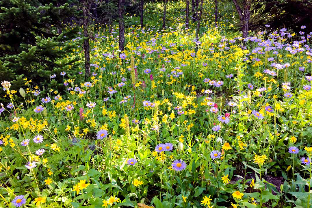Hike the Canadian Rockies