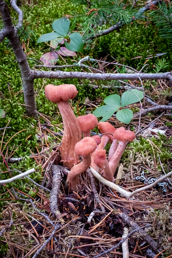 Hike the Canadian Rockies