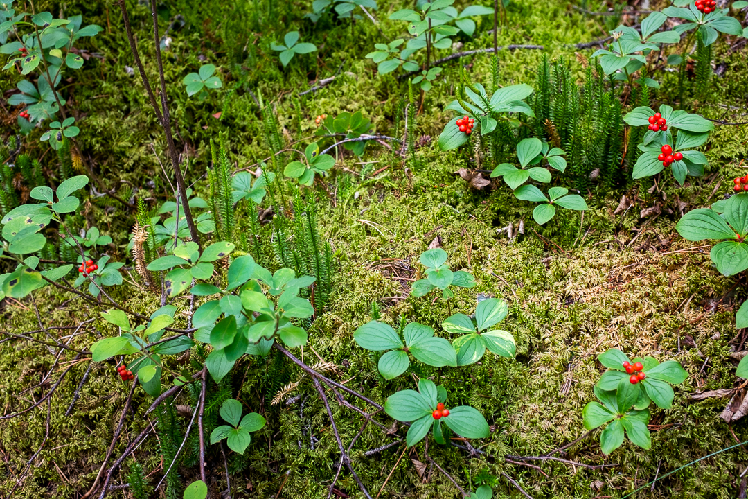 Hike the Canadian Rockies