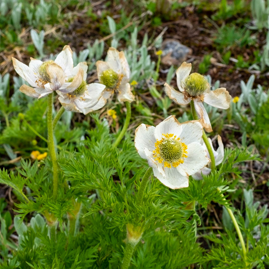 Hike the Canadian Rockies
