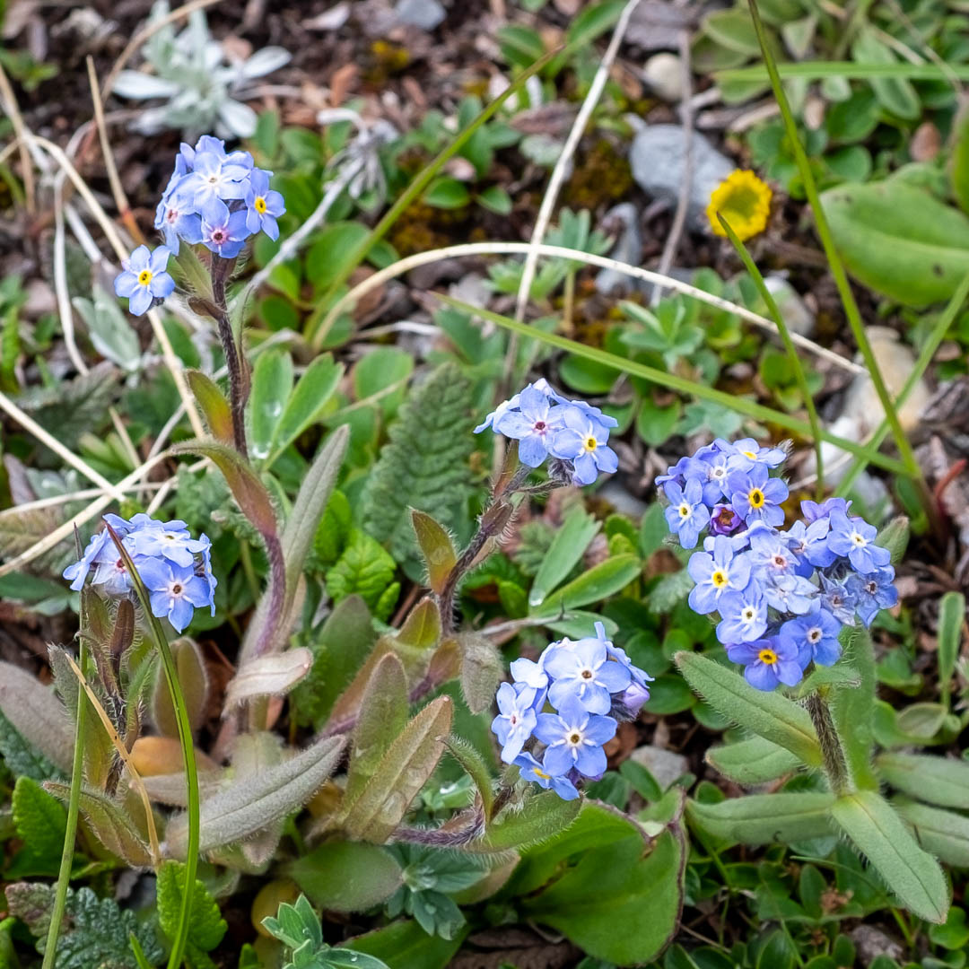 Hike the Canadian Rockies
