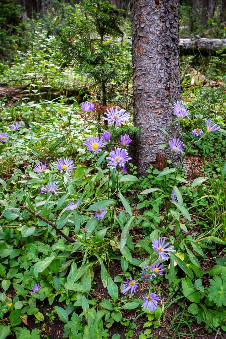 Hike the Canadian Rockies