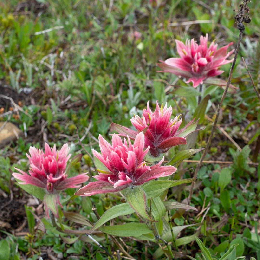 Hike the Canadian Rockies